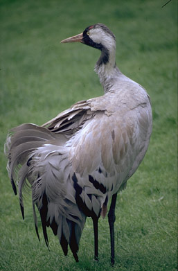 4. Deutsch-polnische Kranichwoche | Stadt Schwedt/Oder